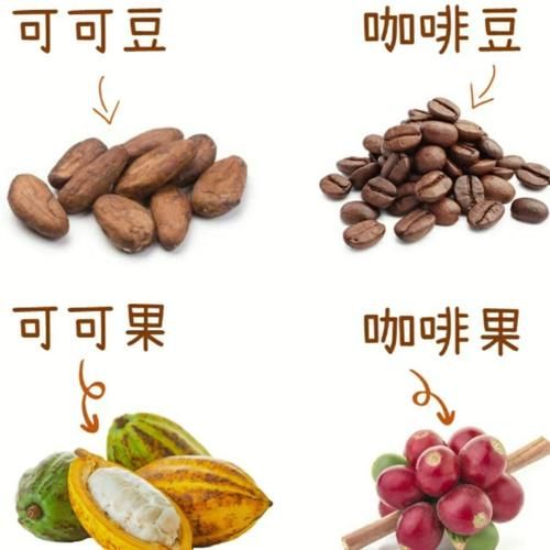 可可豆和咖啡豆的区别_可可豆和咖啡豆一样吗-第2张图片-山城妙识
