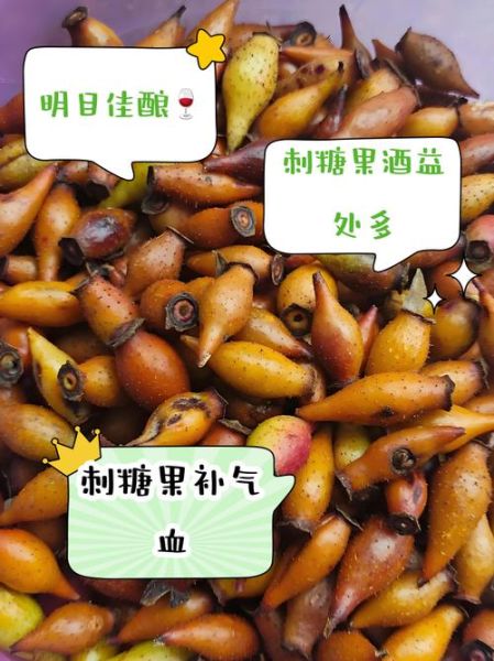 刺果子泡酒的功效与作用_刺果子泡酒怎么泡才有效-第1张图片-山城妙识 刺果子泡酒的功效与作用_刺果子泡酒怎么泡才有效-第1张图片-山城妙识