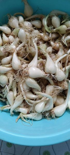 荞头什么时候种最合适_荞头种植最佳时间-第1张图片-山城妙识 荞头什么时候种最合适_荞头种植最佳时间-第1张图片-山城妙识