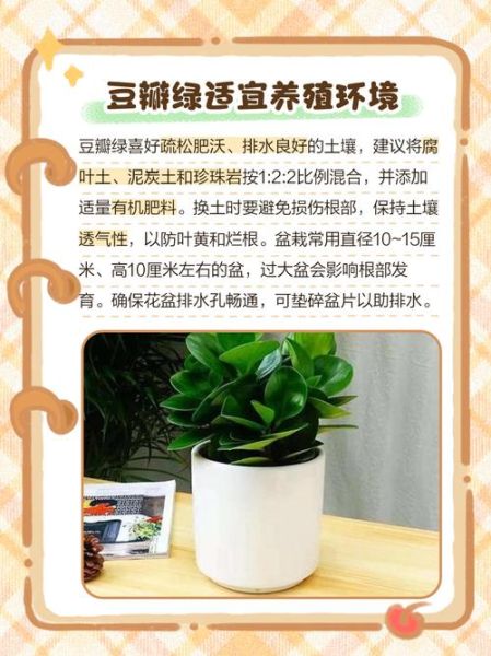 豆瓣菜怎么种_豆瓣菜种植方法-第1张图片-山城妙识 豆瓣菜怎么种_豆瓣菜种植方法-第1张图片-山城妙识