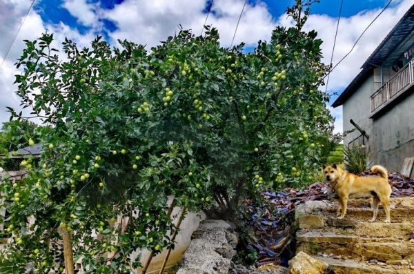 漂亮枣树图片大全_如何挑选高清素材-第1张图片-山城妙识 漂亮枣树图片大全_如何挑选高清素材-第1张图片-山城妙识