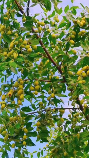 漂亮枣树图片大全_如何挑选高清素材-第3张图片-山城妙识 漂亮枣树图片大全_如何挑选高清素材-第3张图片-山城妙识