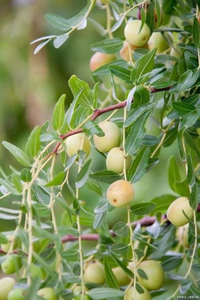 漂亮枣树图片大全_如何挑选高清素材-第2张图片-山城妙识 漂亮枣树图片大全_如何挑选高清素材-第2张图片-山城妙识