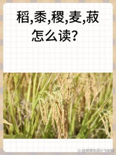 黍稷怎么读_黍稷是什么作物-第1张图片-山城妙识