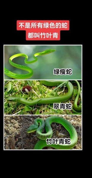 青竹蛇图片哪里找_青竹蛇有毒吗-第2张图片-山城妙识 青竹蛇图片哪里找_青竹蛇有毒吗-第2张图片-山城妙识