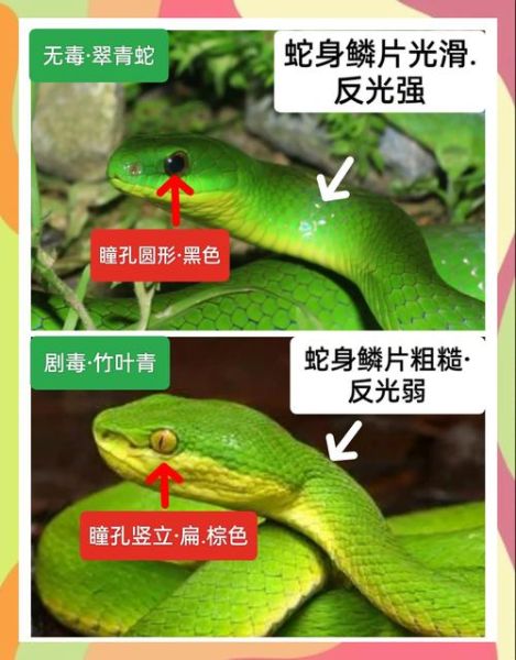 青竹蛇图片哪里找_青竹蛇有毒吗-第1张图片-山城妙识 青竹蛇图片哪里找_青竹蛇有毒吗-第1张图片-山城妙识