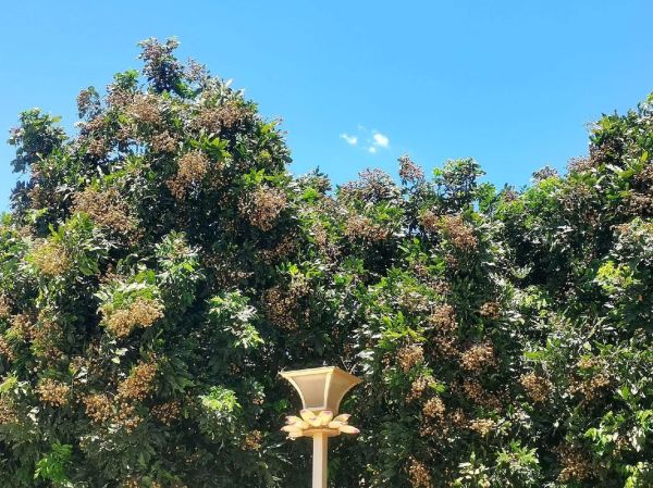 龙眼树图片_如何识别龙眼树品种-第1张图片-山城妙识 龙眼树图片_如何识别龙眼树品种-第1张图片-山城妙识