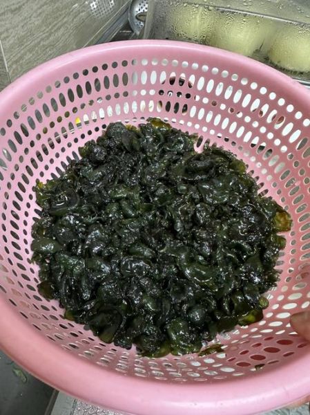 无土栽培地皮菜怎么做_无土栽培地皮菜需要哪些设备-第1张图片-山城妙识