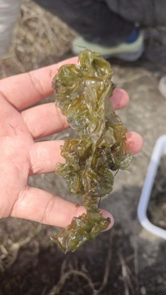 无土栽培地皮菜怎么做_无土栽培地皮菜需要哪些设备-第2张图片-山城妙识