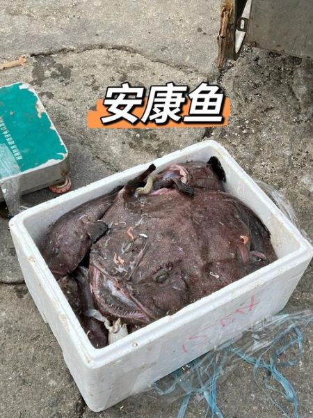 安康鱼雄鱼寄生_安康鱼雄鱼为什么变小-第2张图片-山城妙识