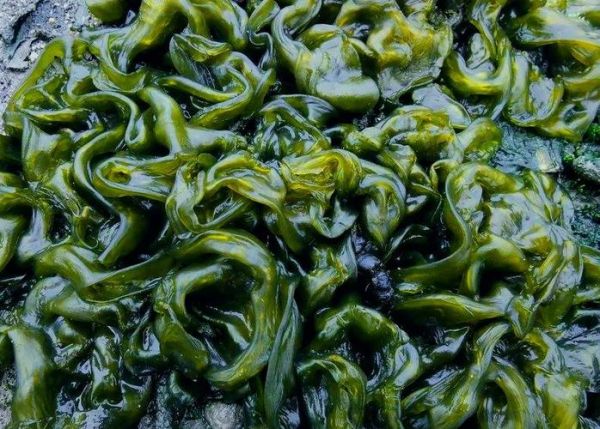 无土栽培地皮菜怎么做_无土栽培地皮菜需要哪些设备-第3张图片-山城妙识