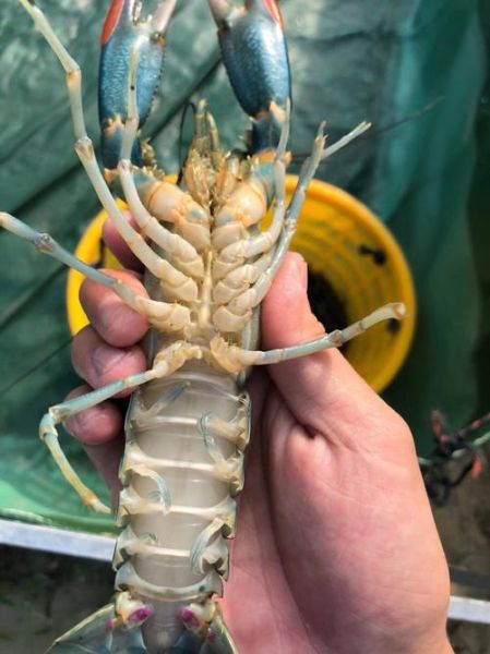 澳大利亚龙虾价格_多少钱一斤-第1张图片-山城妙识