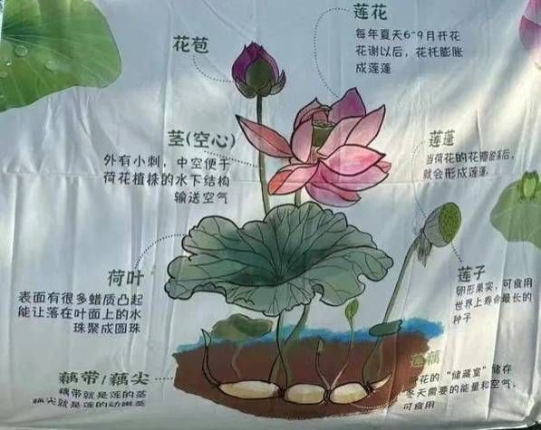 荷花莲藕图片怎么拍_荷花莲藕区别图解-第1张图片-山城妙识