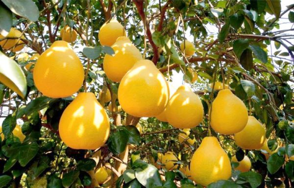 柚子产地在哪里_中国柚子主产区有哪些-第1张图片-山城妙识