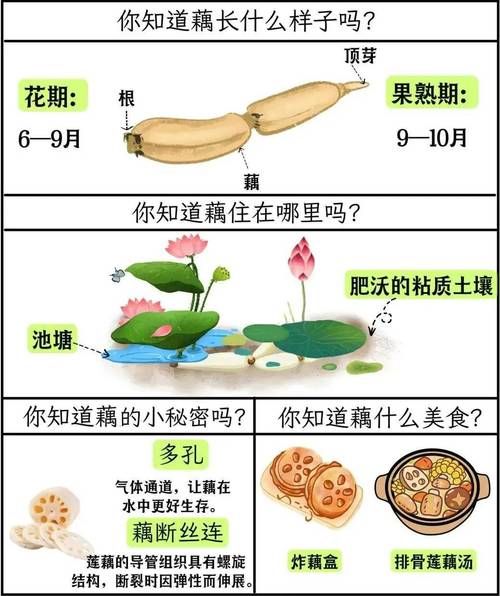 荷花莲藕图片怎么拍_荷花莲藕区别图解-第3张图片-山城妙识