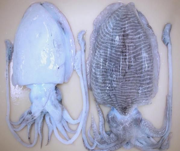 大乌贼长什么样子_大乌贼和章鱼区别-第2张图片-山城妙识 大乌贼长什么样子_大乌贼和章鱼区别-第2张图片-山城妙识