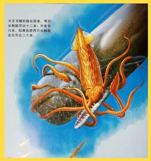 大乌贼长什么样子_大乌贼和章鱼区别-第3张图片-山城妙识 大乌贼长什么样子_大乌贼和章鱼区别-第3张图片-山城妙识