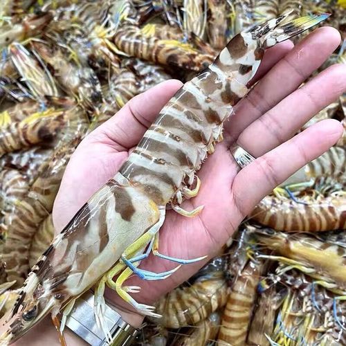 竹节虾贵还是基围虾贵_价格差多少-第1张图片-山城妙识