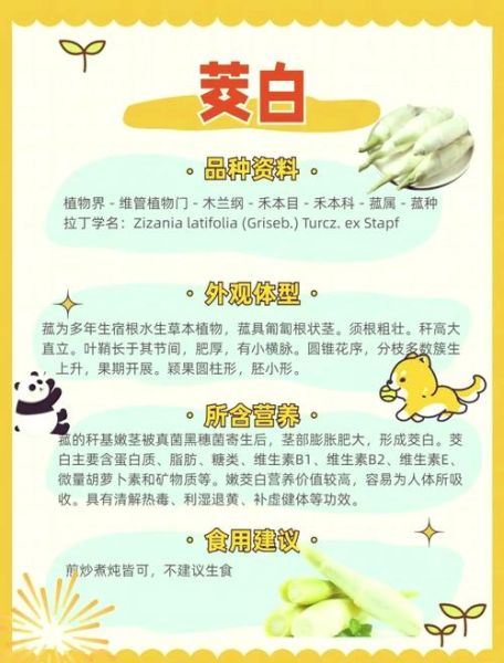 吃茭白的好处和坏处_哪些人不能吃茭白-第1张图片-山城妙识