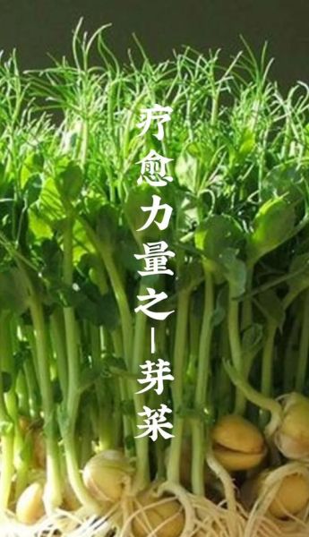芽菜的功效与作用_芽菜怎么吃最营养-第2张图片-山城妙识 芽菜的功效与作用_芽菜怎么吃最营养-第2张图片-山城妙识
