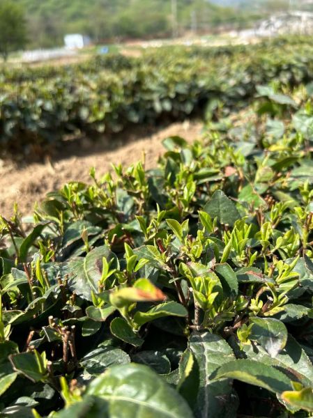 崂山绿茶多少钱一斤_崂山绿茶怎么泡才正宗-第3张图片-山城妙识