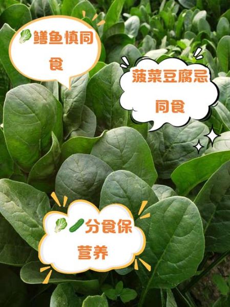 菠菜不能和什么一起吃_菠菜相宜相克食物表-第2张图片-山城妙识