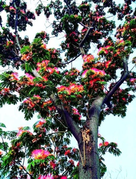 合欢花树花期多久_合欢花树适合种在庭院吗-第2张图片-山城妙识