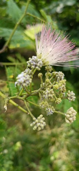 合欢花树花期多久_合欢花树适合种在庭院吗-第1张图片-山城妙识