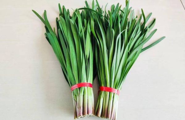 韭菜图片大全大图_实物图片长什么样-第3张图片-山城妙识