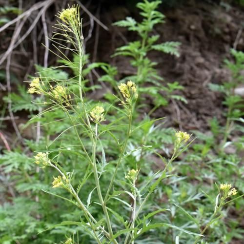 垂果大蒜芥是什么_垂果大蒜芥的功效与作用-第1张图片-山城妙识