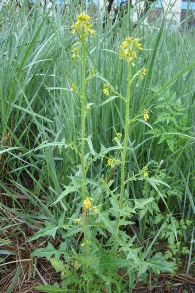 垂果大蒜芥是什么_垂果大蒜芥的功效与作用-第3张图片-山城妙识