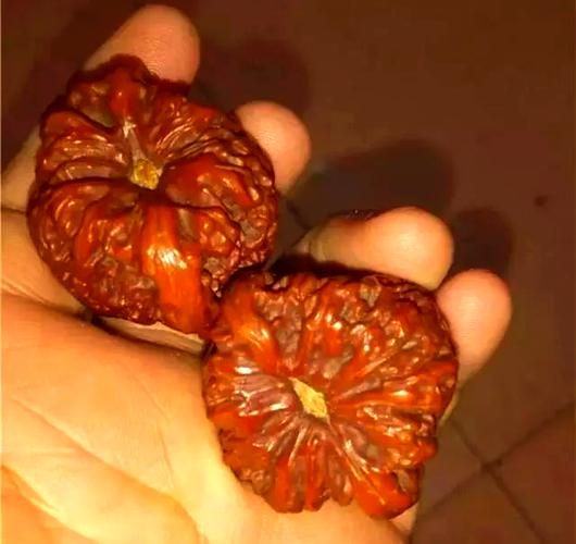 核桃5年只刷不盘会坏吗_如何补救-第2张图片-山城妙识