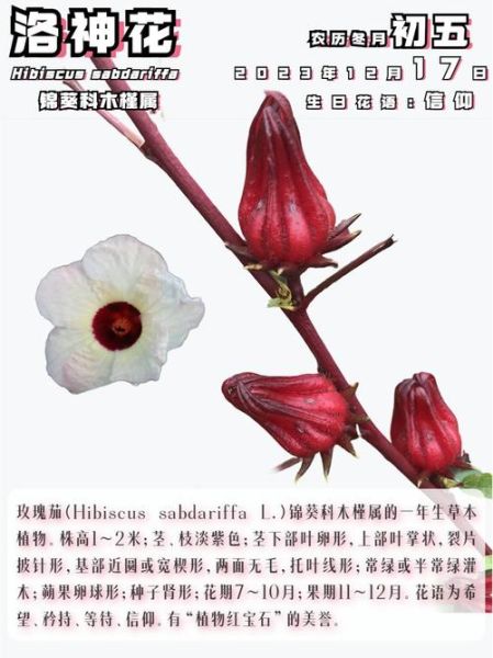 红桃k果的功效与作用_红桃k果怎么吃最好-第2张图片-山城妙识