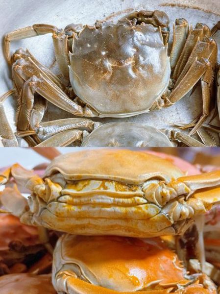 螃蟹怎么吃_剥皮视频教程-第3张图片-山城妙识