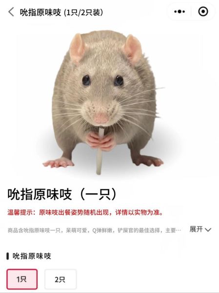 花枝鼠吃什么_花枝鼠能吃什么蔬菜水果-第2张图片-山城妙识