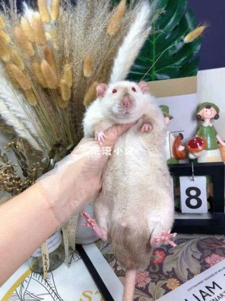 花枝鼠吃什么_花枝鼠能吃什么蔬菜水果-第1张图片-山城妙识