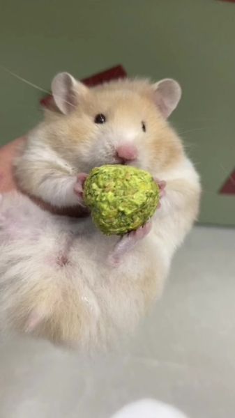 花枝鼠吃什么_花枝鼠能吃什么蔬菜水果-第3张图片-山城妙识