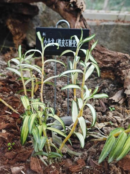 石斛价格多少钱一斤_铁皮石斛最新行情-第2张图片-山城妙识