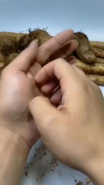 芋头手痒是什么原因_怎么处理最快止痒-第1张图片-山城妙识