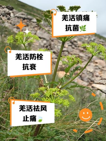 羌活的功效与作用禁忌_什么人不能吃羌活-第1张图片-山城妙识 羌活的功效与作用禁忌_什么人不能吃羌活-第1张图片-山城妙识