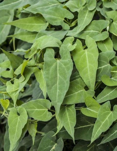 何首乌长什么样_何首乌图片特征-第1张图片-山城妙识 何首乌长什么样_何首乌图片特征-第1张图片-山城妙识