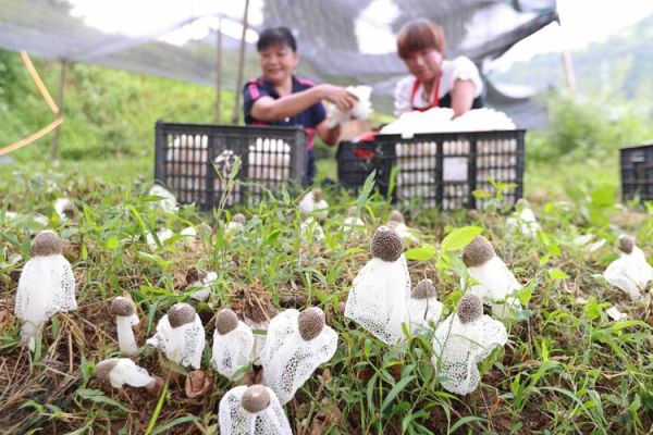 竹荪怎么种_竹荪种植条件-第3张图片-山城妙识