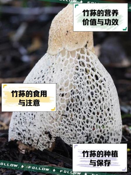 竹荪怎么种_竹荪种植条件-第1张图片-山城妙识