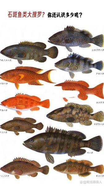 野生石斑鱼图片_如何分辨真假-第1张图片-山城妙识