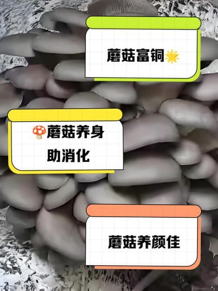 蘑菇拼音是轻声还是一声_蘑菇读音怎么读才标准-第2张图片-山城妙识 蘑菇拼音是轻声还是一声_蘑菇读音怎么读才标准-第2张图片-山城妙识