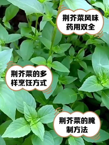 荆芥的功效与作用_荆芥能治疗哪些病-第3张图片-山城妙识 荆芥的功效与作用_荆芥能治疗哪些病-第3张图片-山城妙识