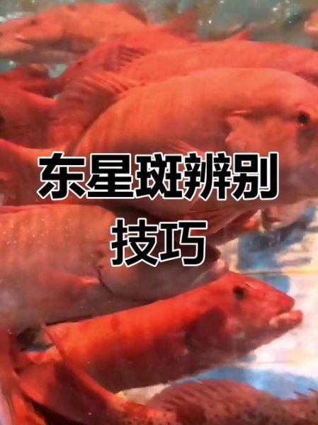 野生石斑鱼图片_如何分辨真假-第2张图片-山城妙识