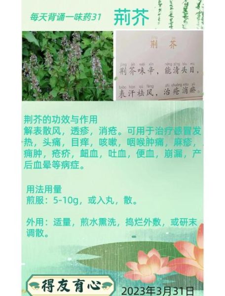 荆芥的功效与作用_荆芥能治疗哪些病-第2张图片-山城妙识 荆芥的功效与作用_荆芥能治疗哪些病-第2张图片-山城妙识