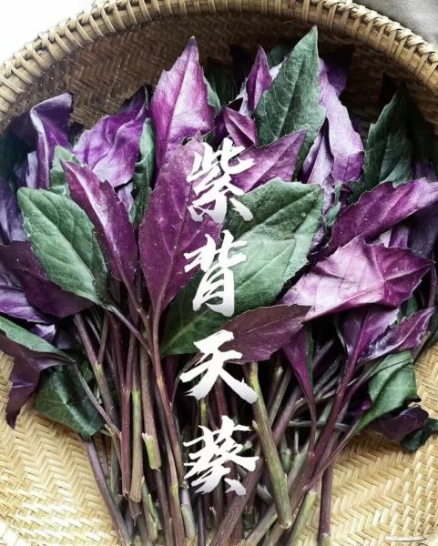 紫背天葵怎么吃_紫背天葵的做法大全-第1张图片-山城妙识 紫背天葵怎么吃_紫背天葵的做法大全-第1张图片-山城妙识