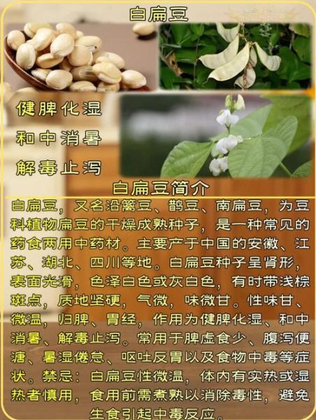 白扁豆怎么做好吃_白扁豆的家常做法大全-第1张图片-山城妙识 白扁豆怎么做好吃_白扁豆的家常做法大全-第1张图片-山城妙识